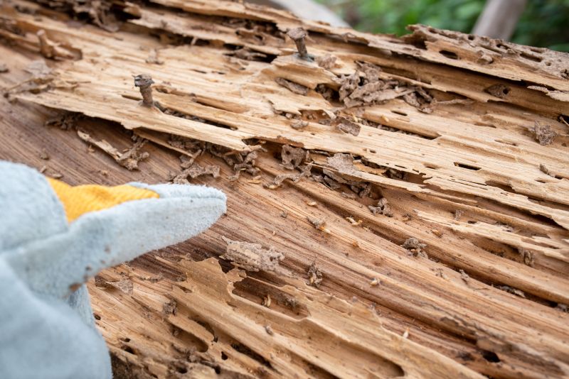 Yes, Termites Are Most Active In Summer! - Dunrite Termites & Pest Control