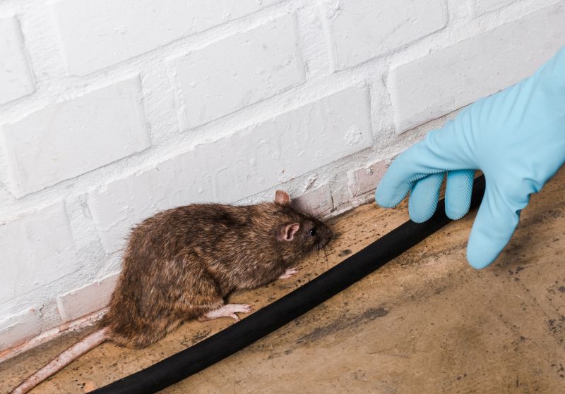 Mice In Winter - Dunrite Termites & Pest Control