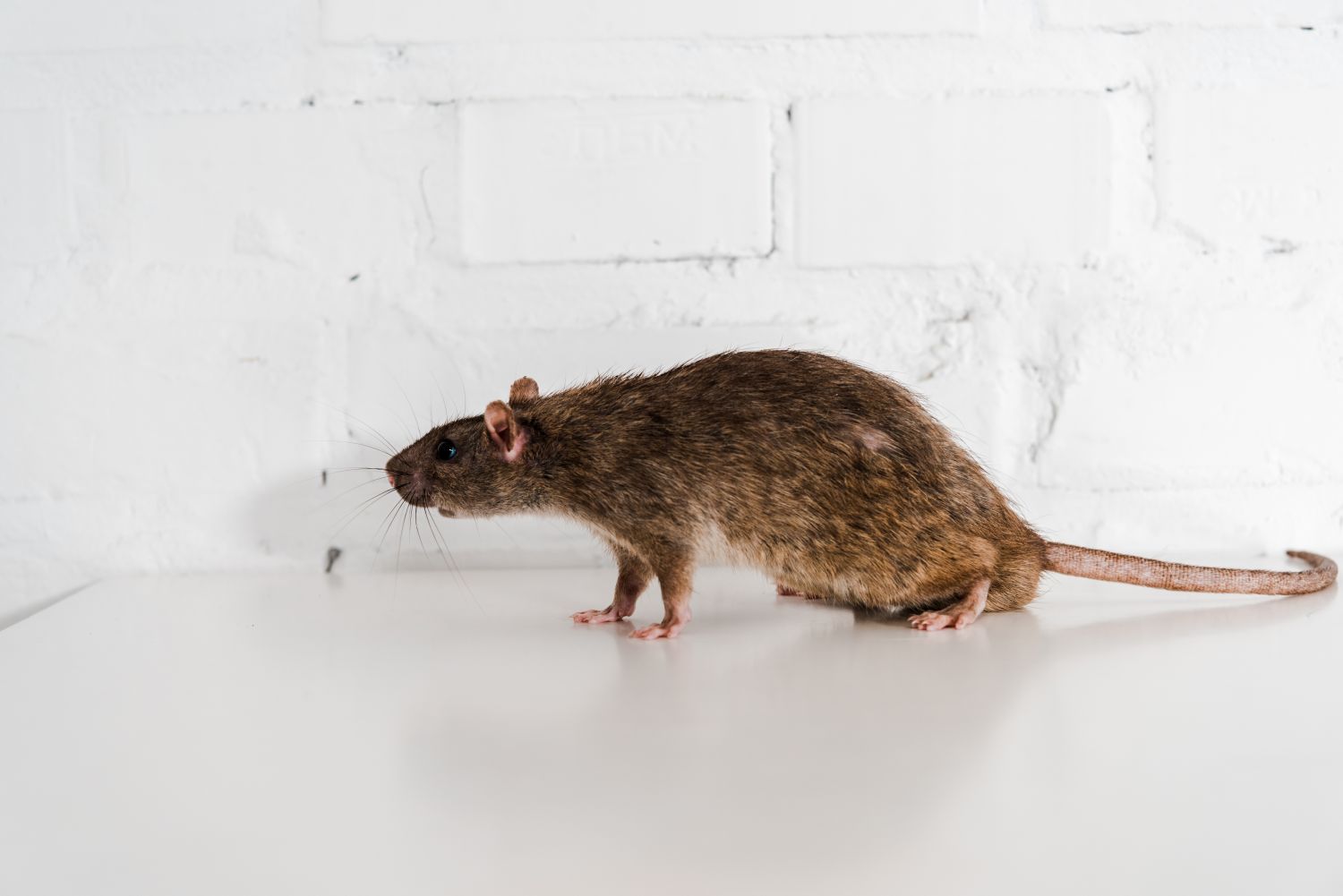 Mice Multiply In Spring! - Dunrite Termites & Pest Control