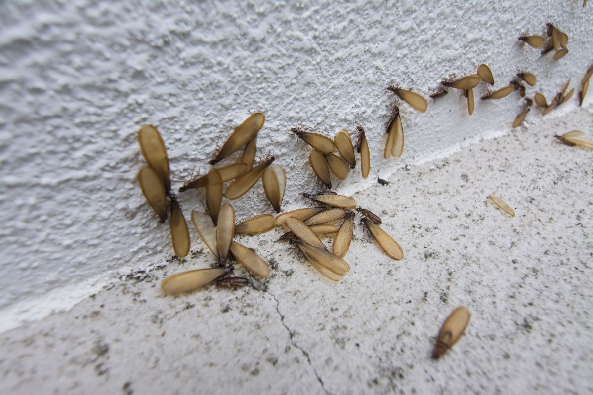 Flying Termites - Dunrite Termites & Pest Control