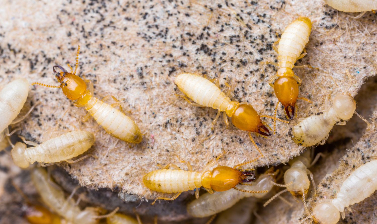 Termites, The Silent Destroyers - Dunrite Termites & Pest Control