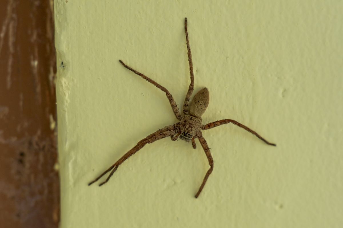 Creeping Through the Cold: Where Do Spiders Go in Winter? - Dunrite ...